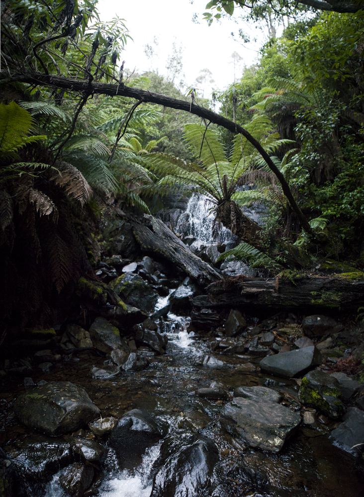Myrtle Forest Falls – TasTrails.com